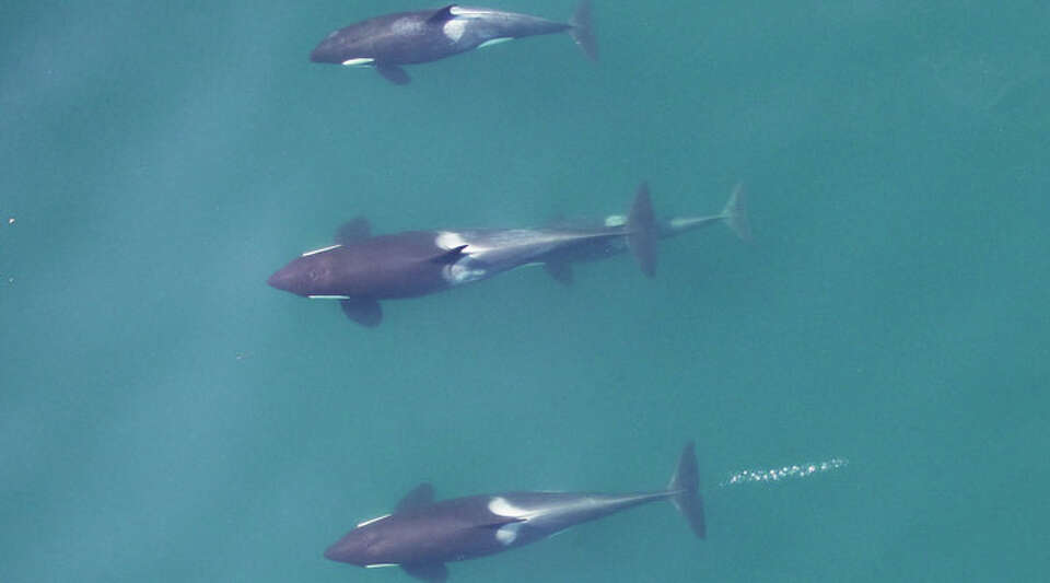 Scientists build health database for Puget Sound killer whales