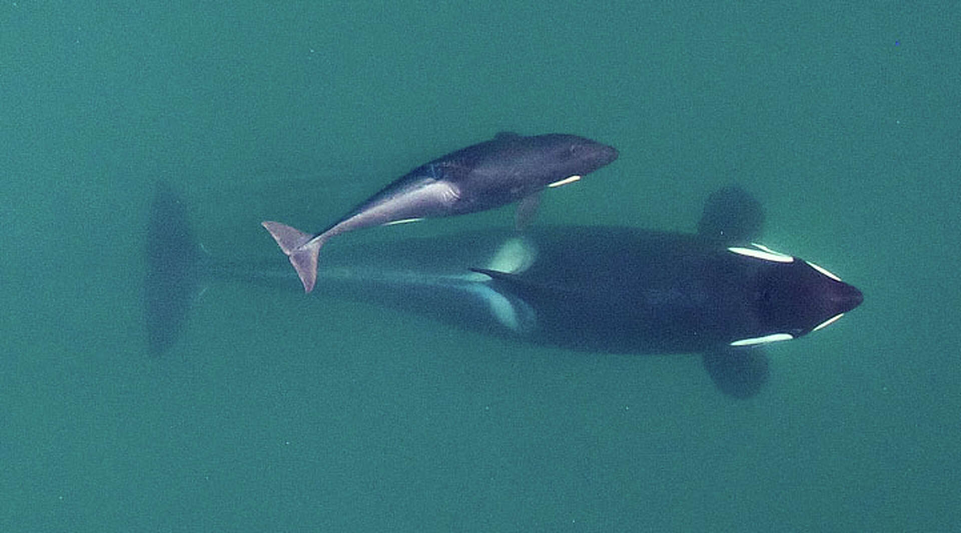 Scientists build health database for Puget Sound killer whales