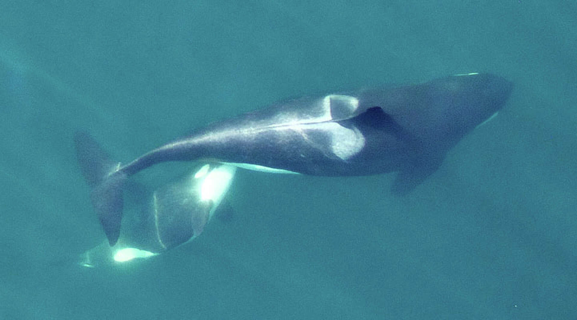 Scientists build health database for Puget Sound killer whales
