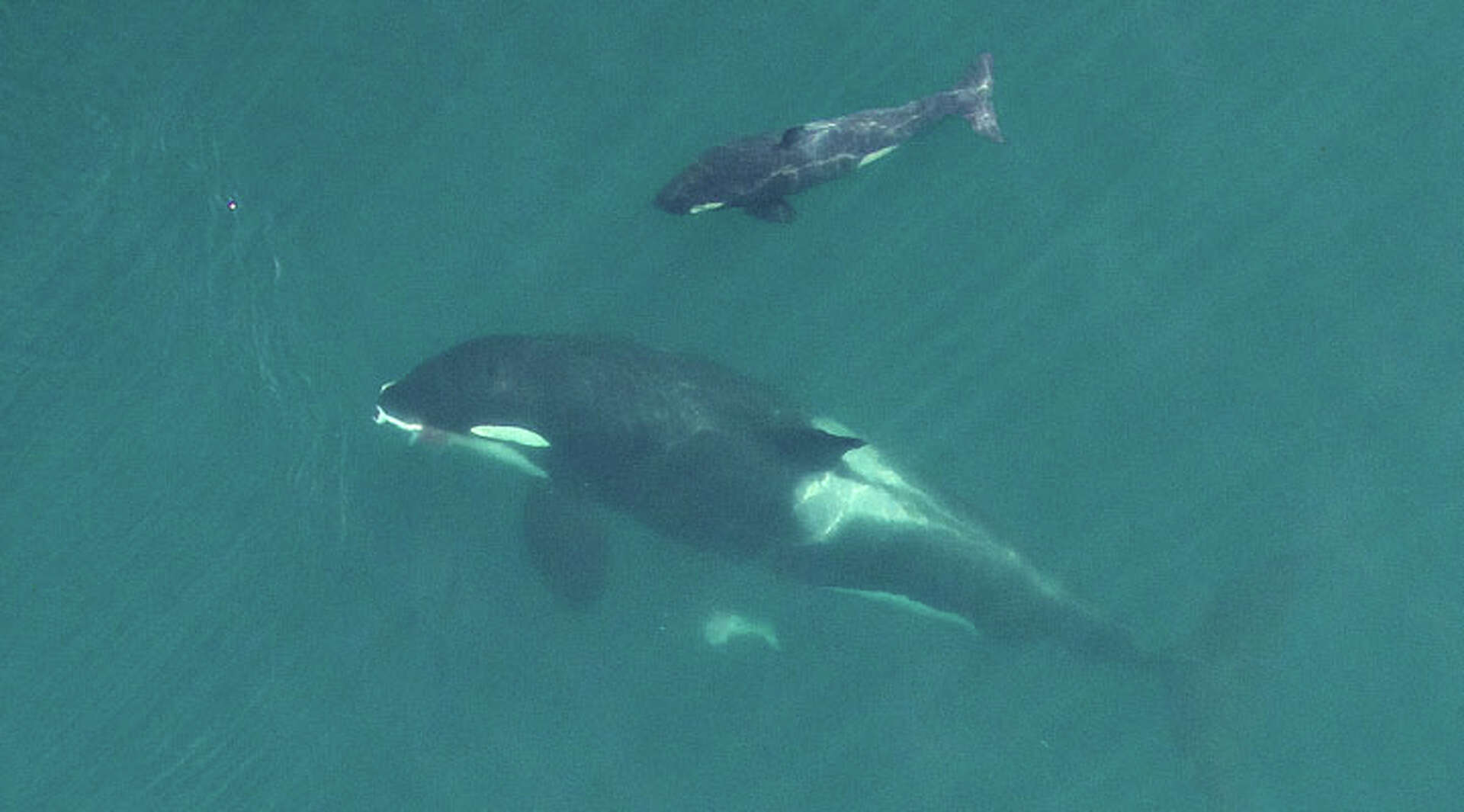 Scientists build health database for Puget Sound killer whales