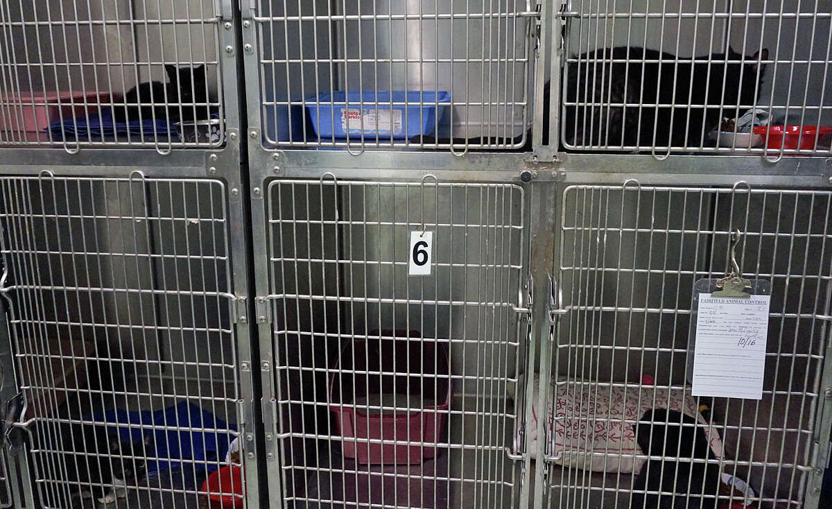 Adoption open house: 30 cats at shelter need homes