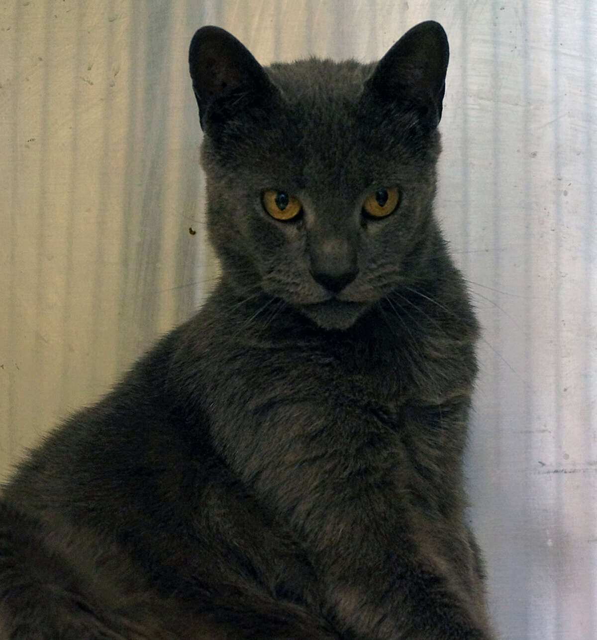 Adoption open house: 30 cats at shelter need homes