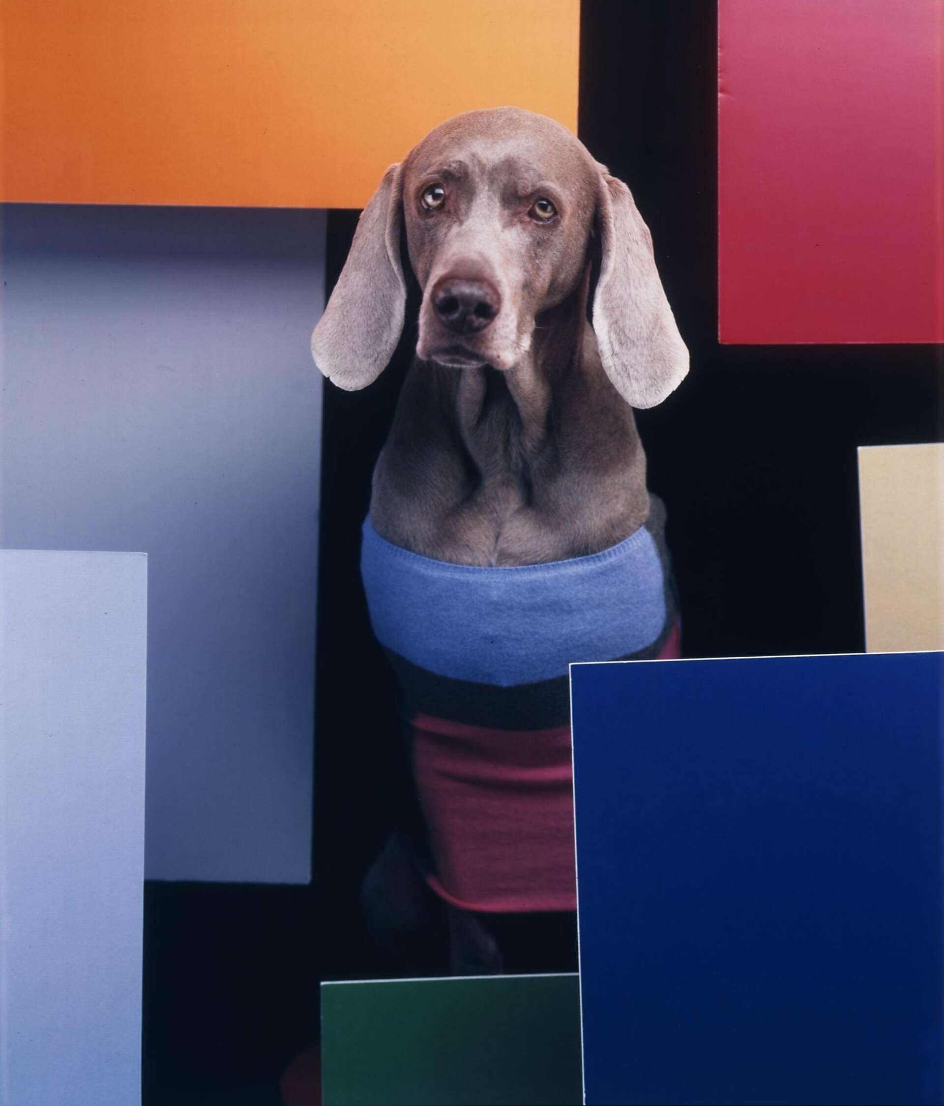 Wegman’s Weimaraners go upscale at San Jose Museum of Modern Art