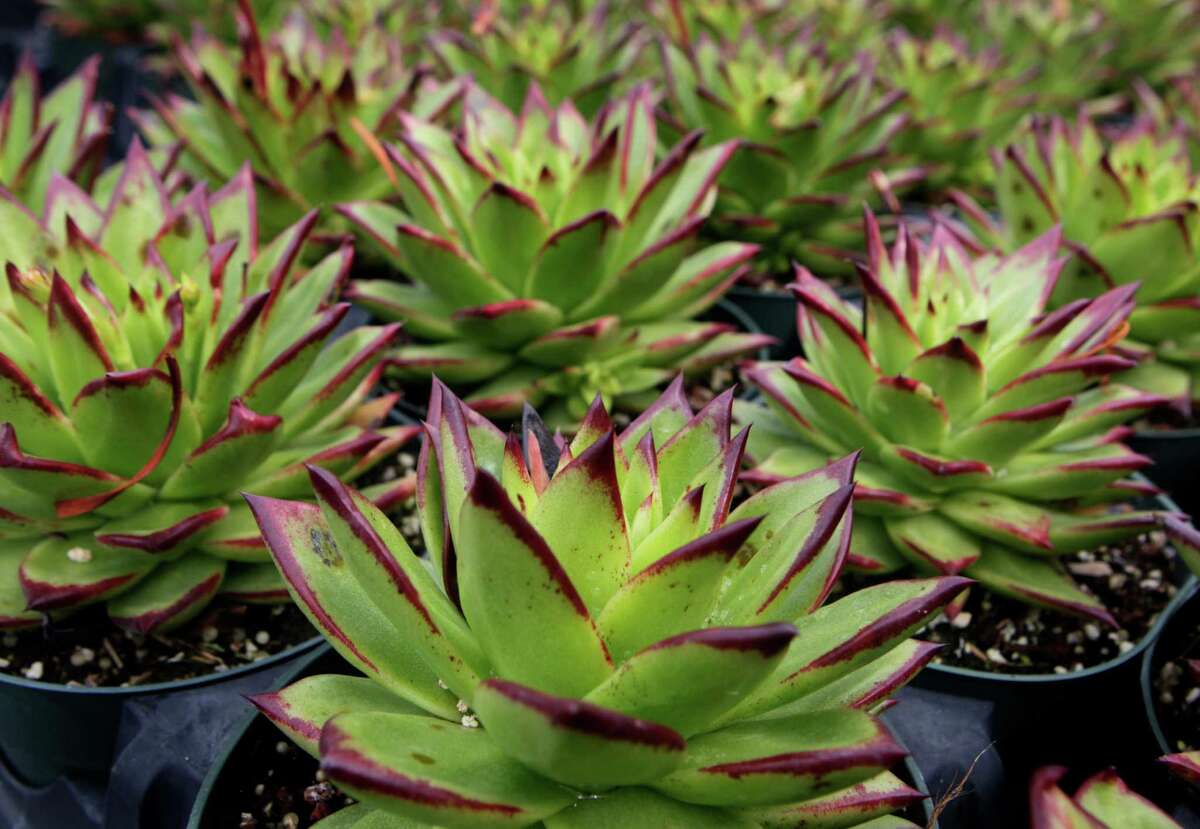 Easy-to-grow succulents thrive in less than ideal conditions