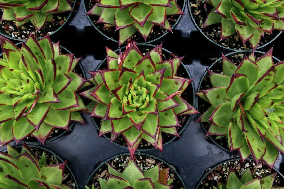 Easy-to-grow succulents thrive in less than ideal conditions
