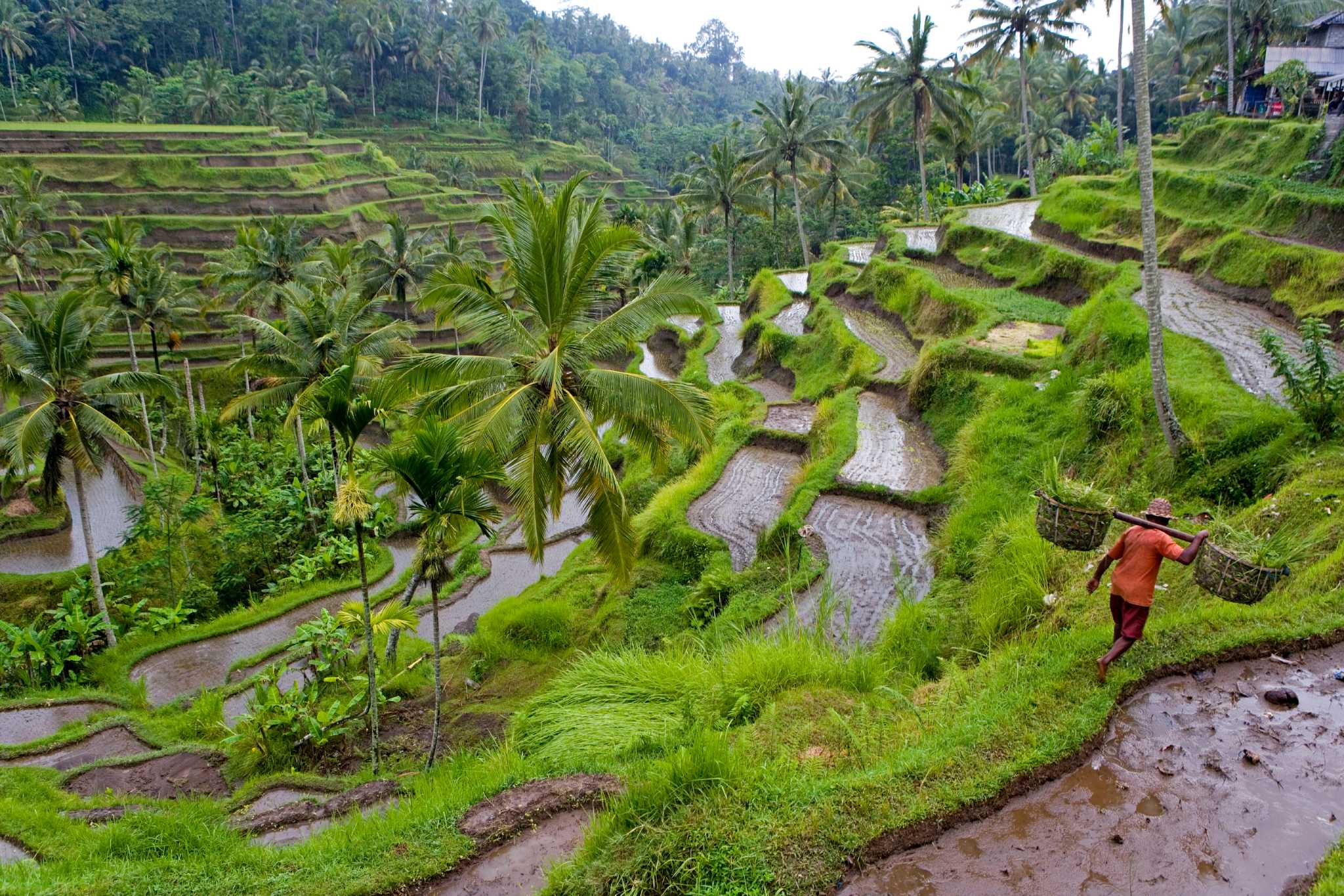 Ubud is both modern and laid-back