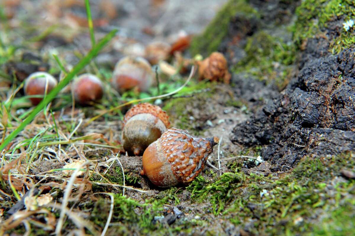 This year's acorn cascade has hidden impact