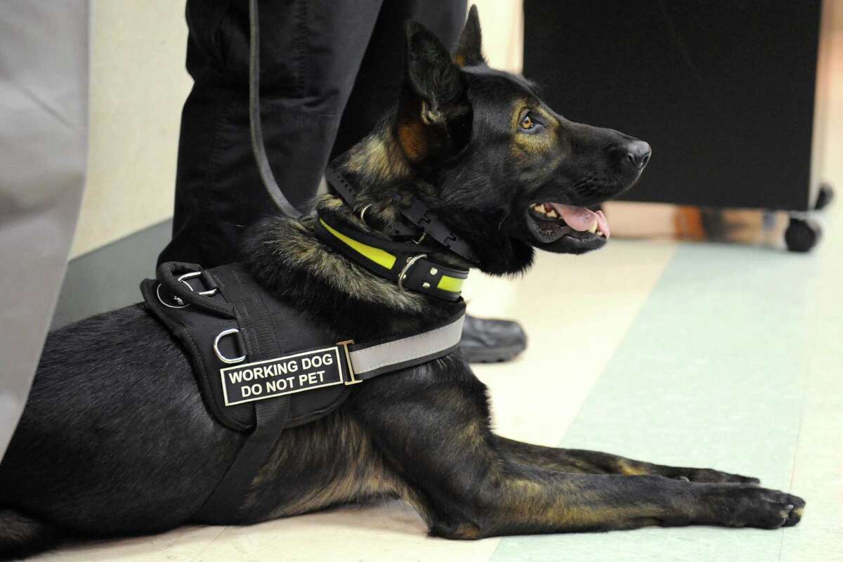 Photos: Working dogs of the Capital Region