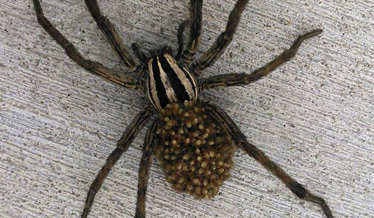 This spider and her spiderlings prove rural Texas is much more ...