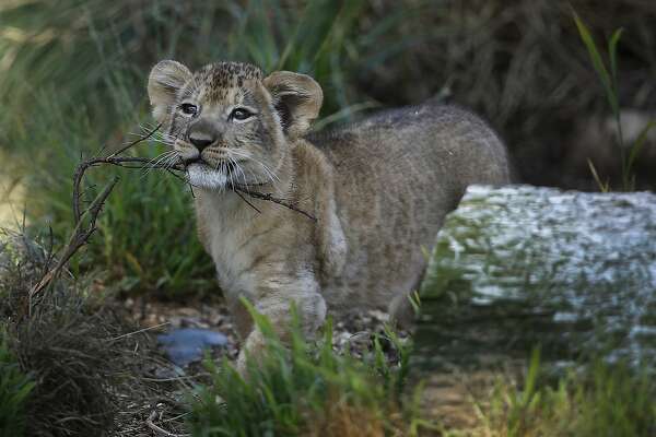S.F. Zoo introduces 2-month-old male lion cub with pride - SFChronicle.com