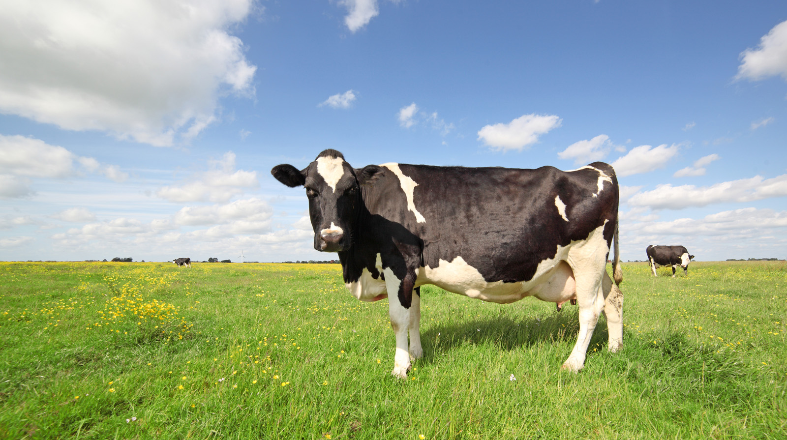 Toxic cow farts? Finally – a solution, says Texas A&M