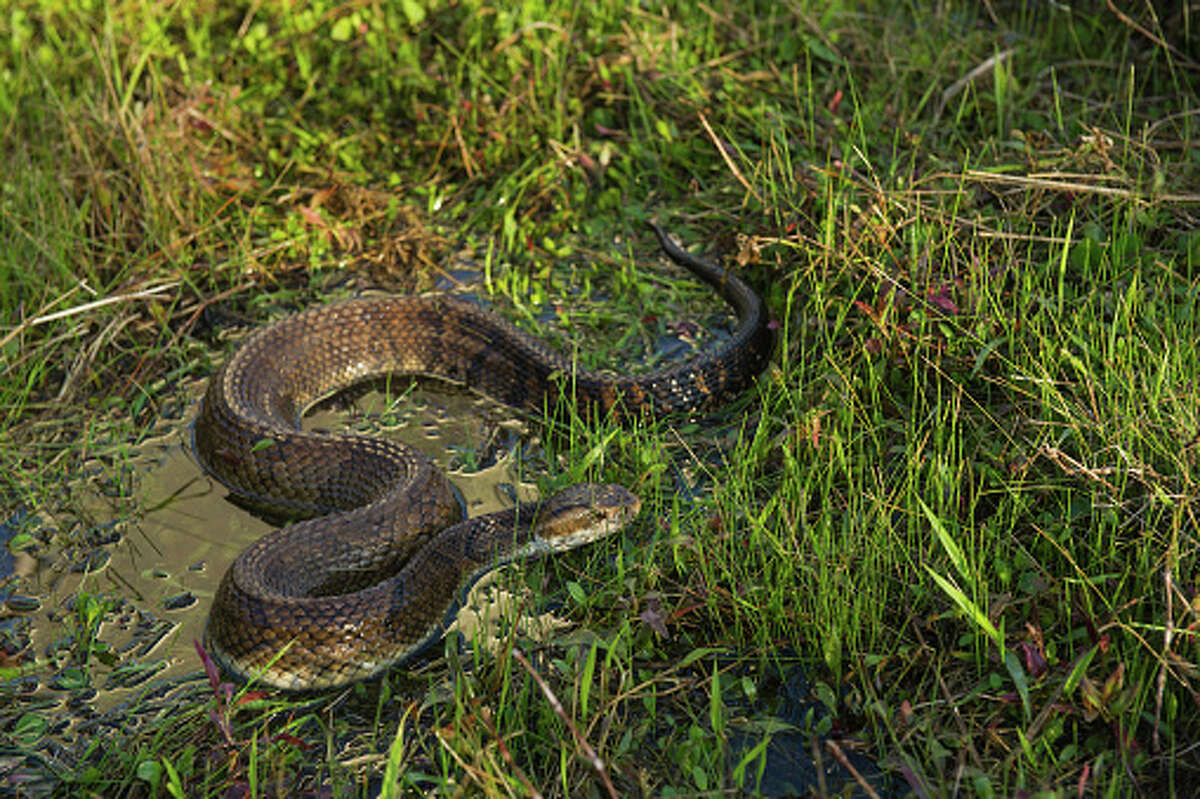 Watch: Severed venomous snake head keeps moving after it's been chopped off