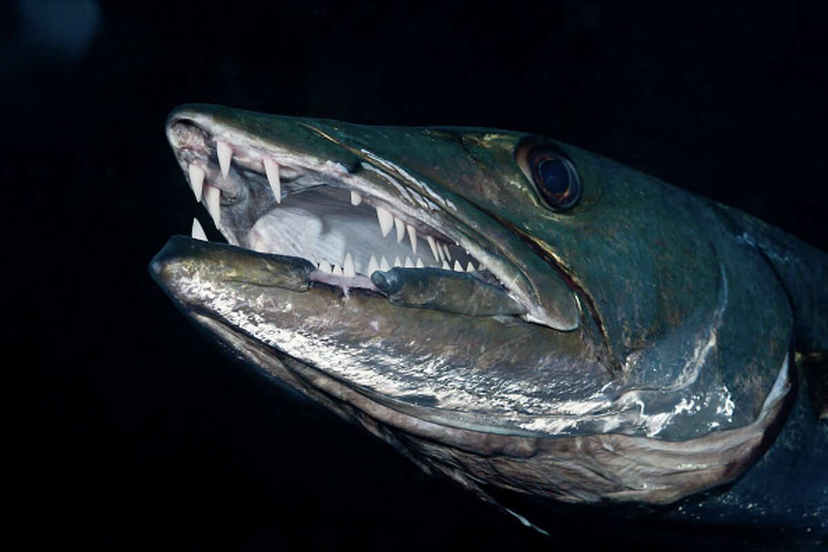 20 nightmare-inducing creatures that live in Texas waters