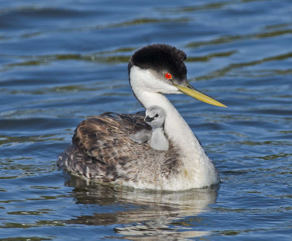 Clear Lake bird-watching offers a trophy for the eagle-eyed