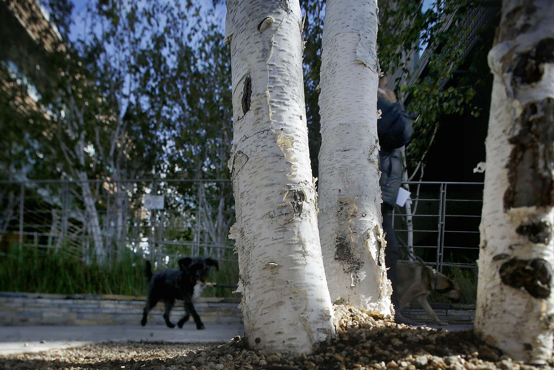 Landscape architects see creations evolve over time