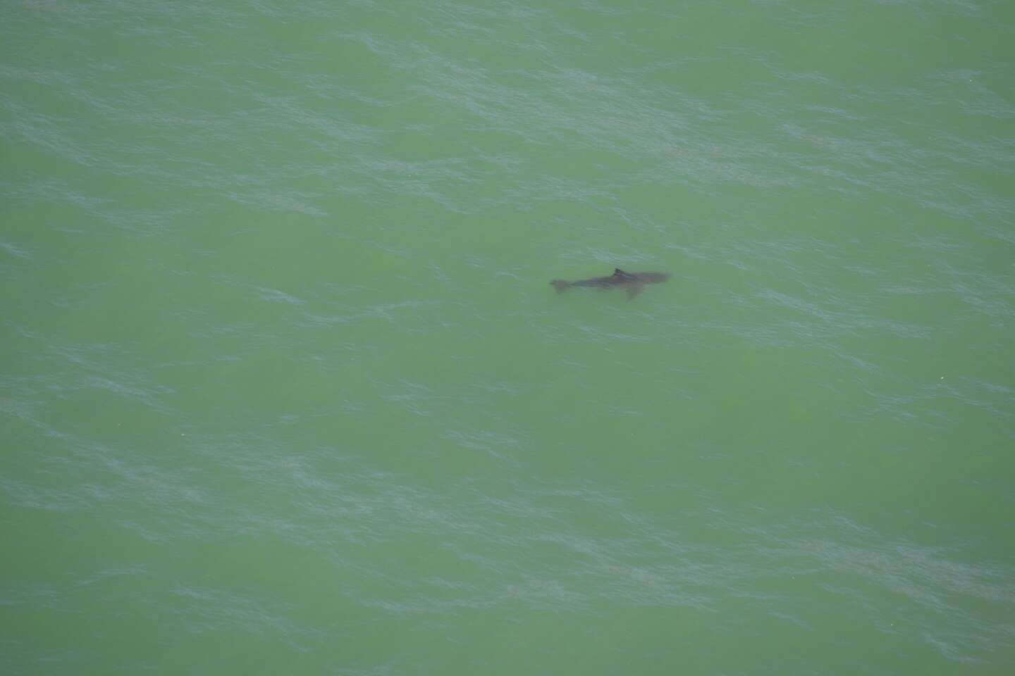 Coast Guard photos catch great white sharks in action off Pacifica