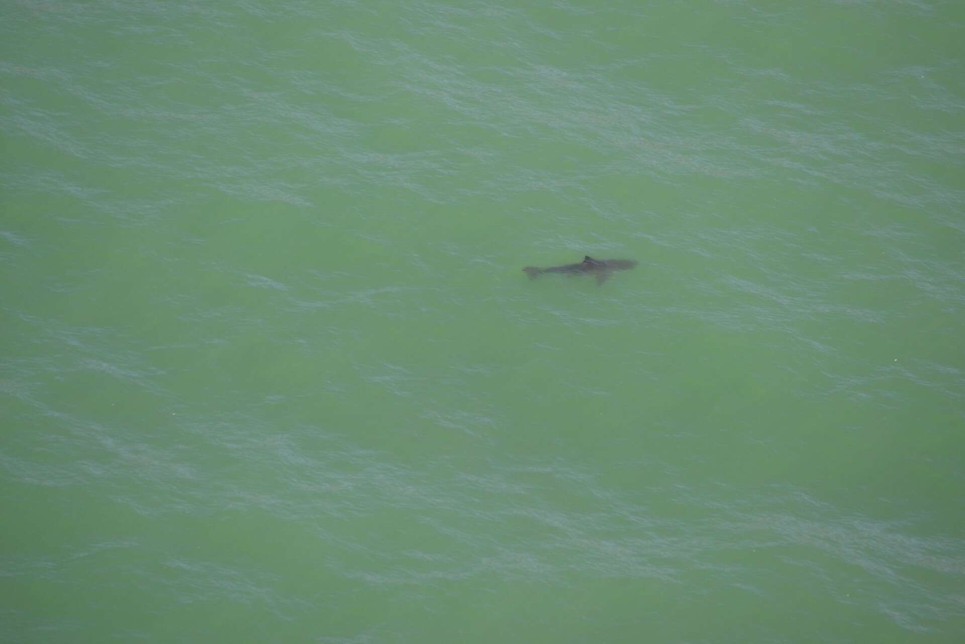 Coast Guard photos catch great white sharks in action off Pacifica
