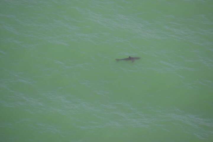 Coast Guard photos catch great white sharks in action off Pacifica