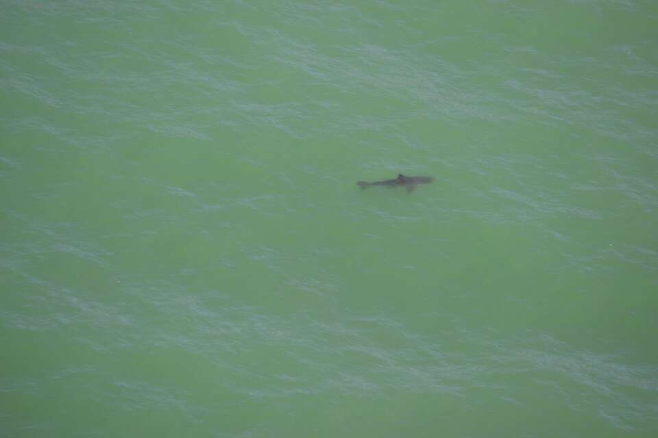 Coast Guard photos catch great white sharks in action off Pacifica