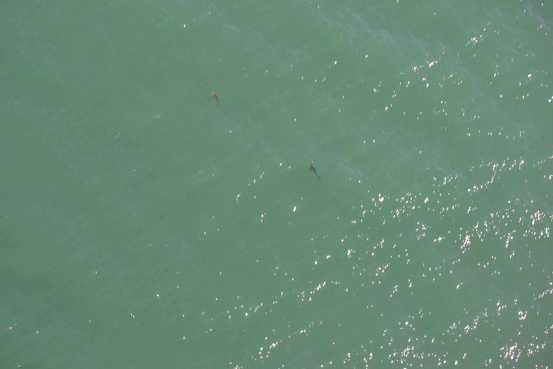 Coast Guard photos catch great white sharks in action off Pacifica