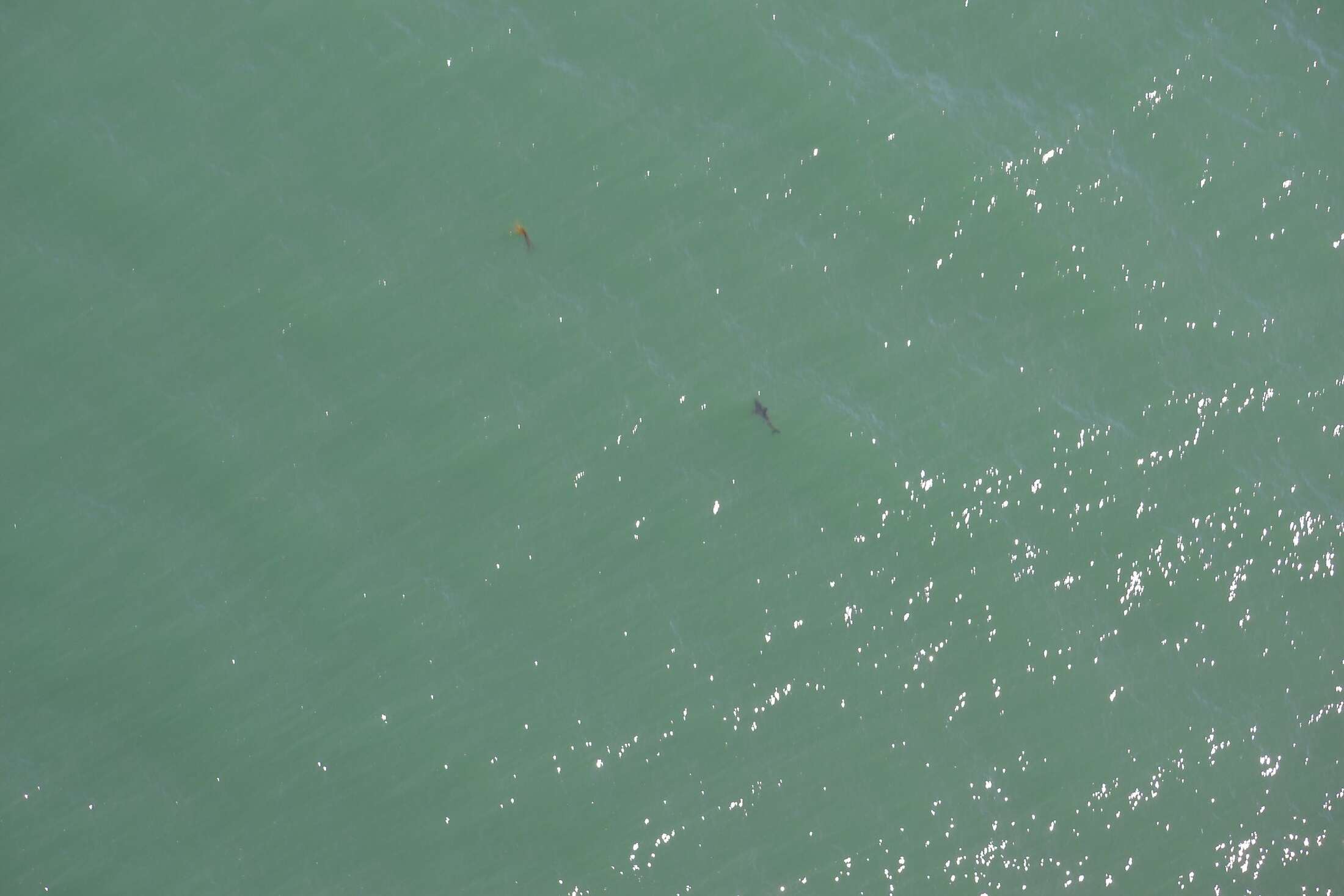 Coast Guard photos catch great white sharks in action off Pacifica