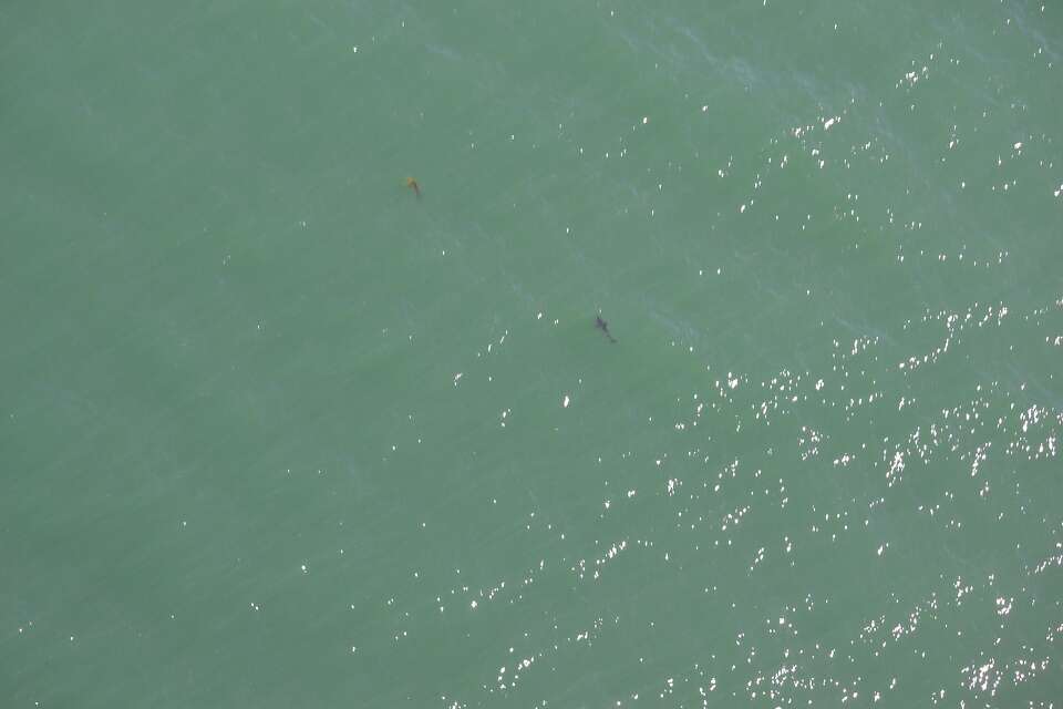Coast Guard photos catch great white sharks in action off Pacifica