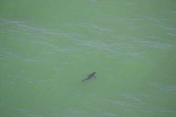 Coast Guard photos catch great white sharks in action off Pacifica