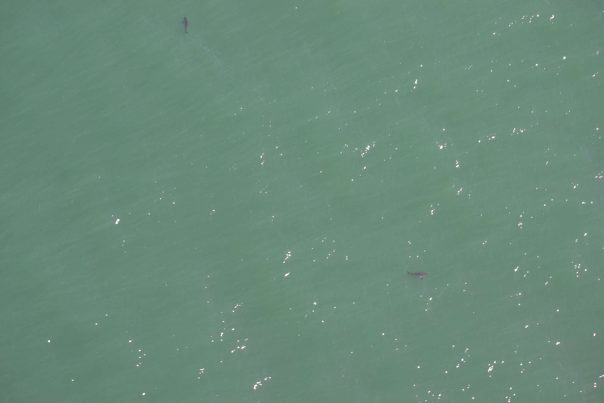 Coast Guard photos catch great white sharks in action off Pacifica