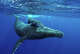 Norwalk Aquarium’s ‘Humpback Whales’ film makes it feel like you’re ...