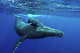 Norwalk Aquarium’s ‘Humpback Whales’ film makes it feel like you’re ...