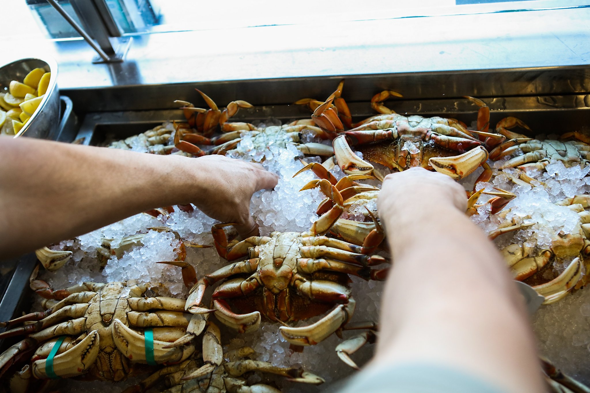 California crab ban provides warning on warming