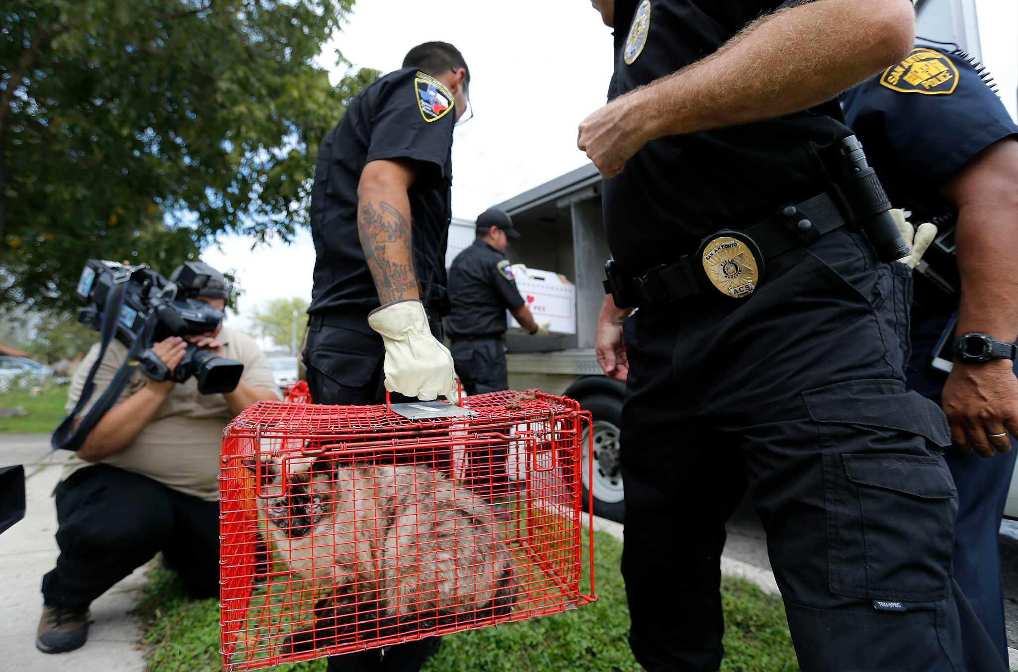 New photos show inside of home where 57 cats were removed in San Antonio