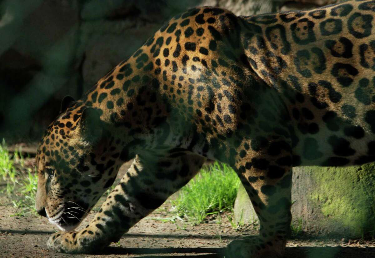 The exotic and dangerous animals of Mexican drug cartels