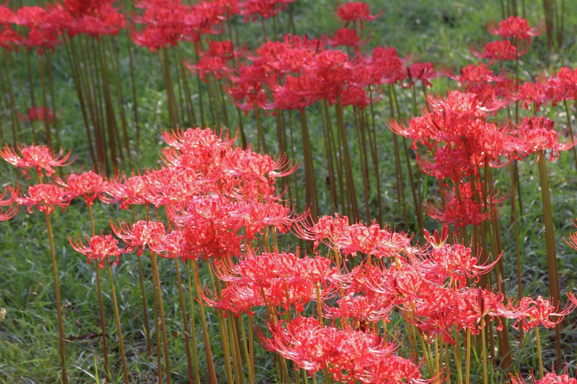 Lycoris takes time to become established and bloom