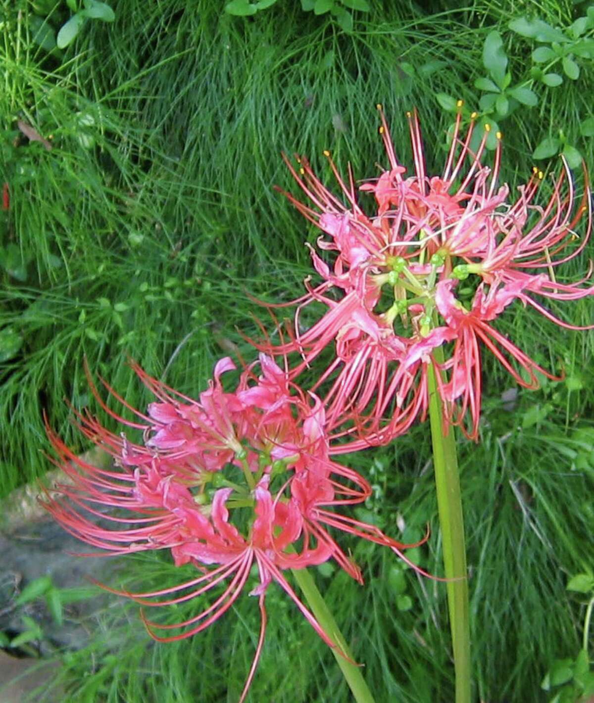 Lycoris takes time to become established and bloom
