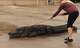 Huge alligator named 'Chubbs' caught on Houston-area golf course