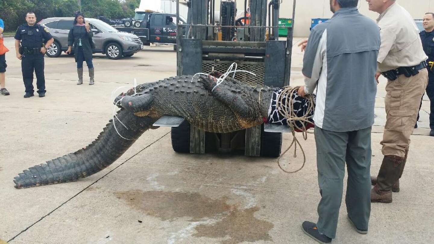 Huge alligator named 'Chubbs' caught on Houston-area golf course