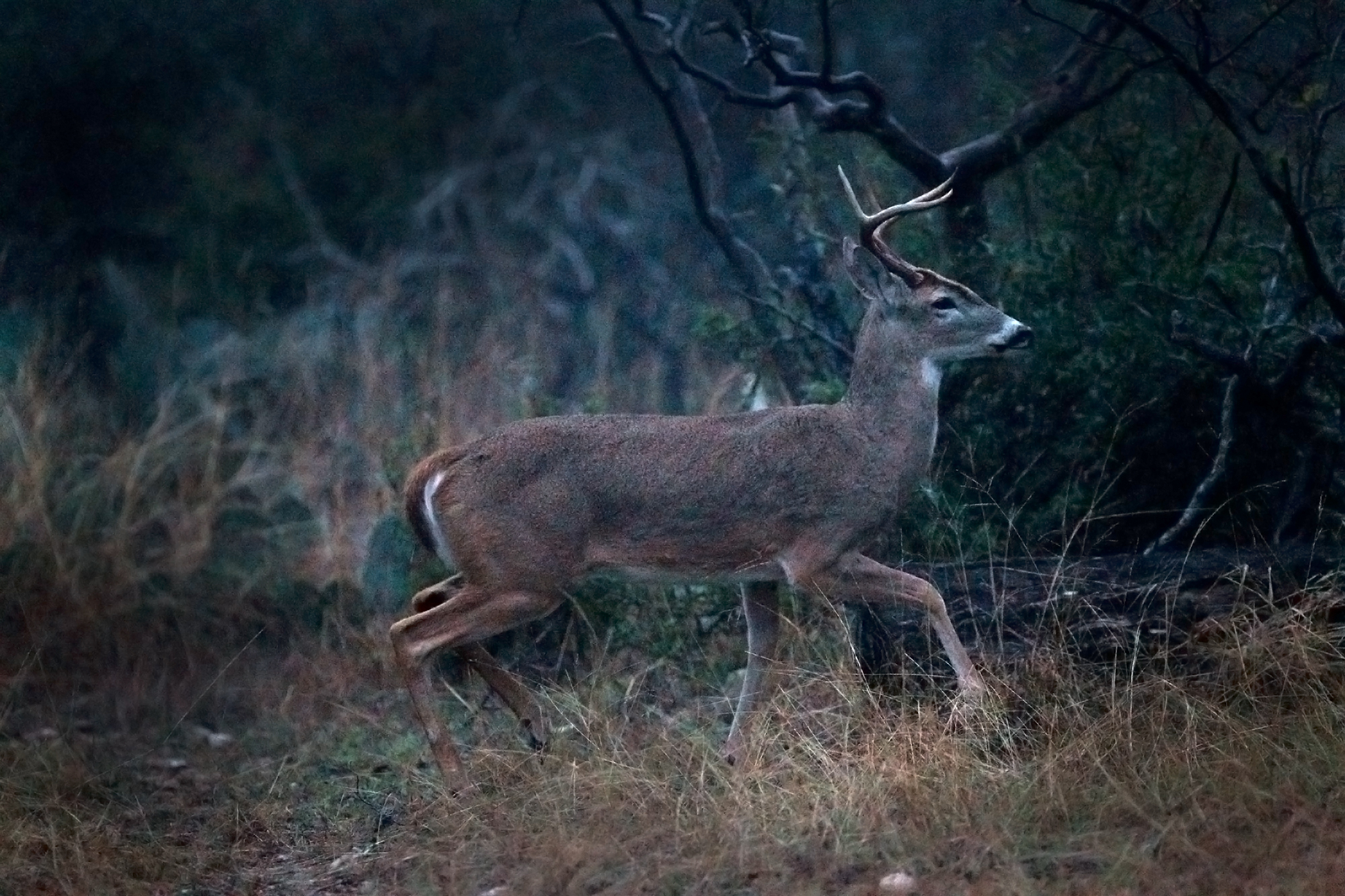 State asks hunters to help screen for deer disease