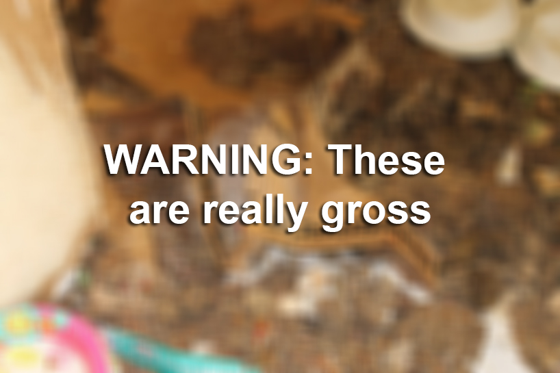 None of the 57 cats seized from NE Side home euthanized so far, custody ...