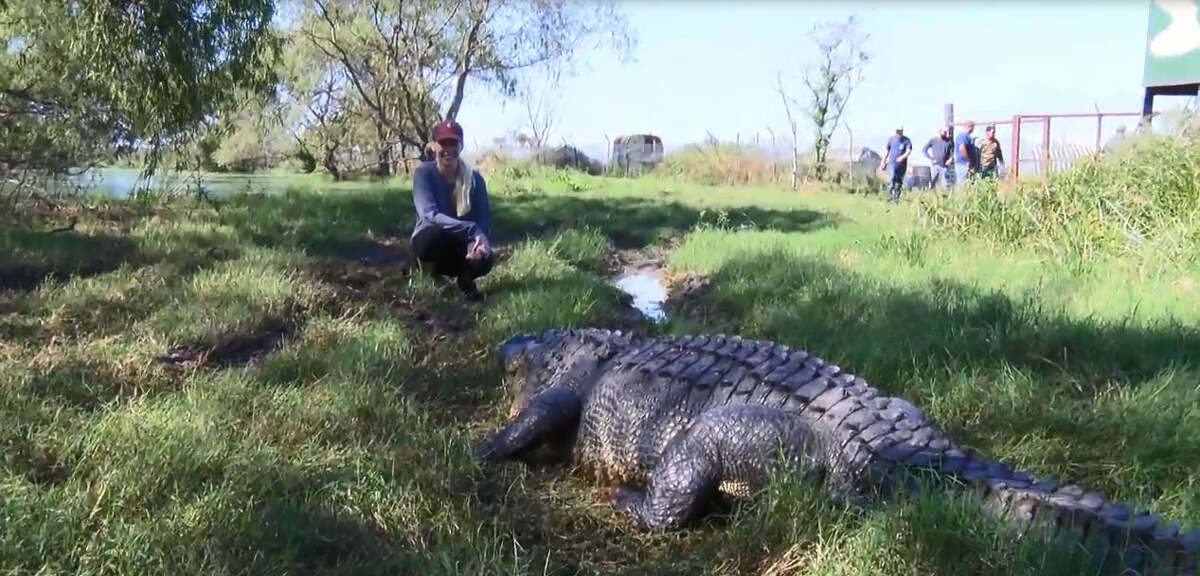 Video: Houston gator wranglers release massive urban alligator into ...