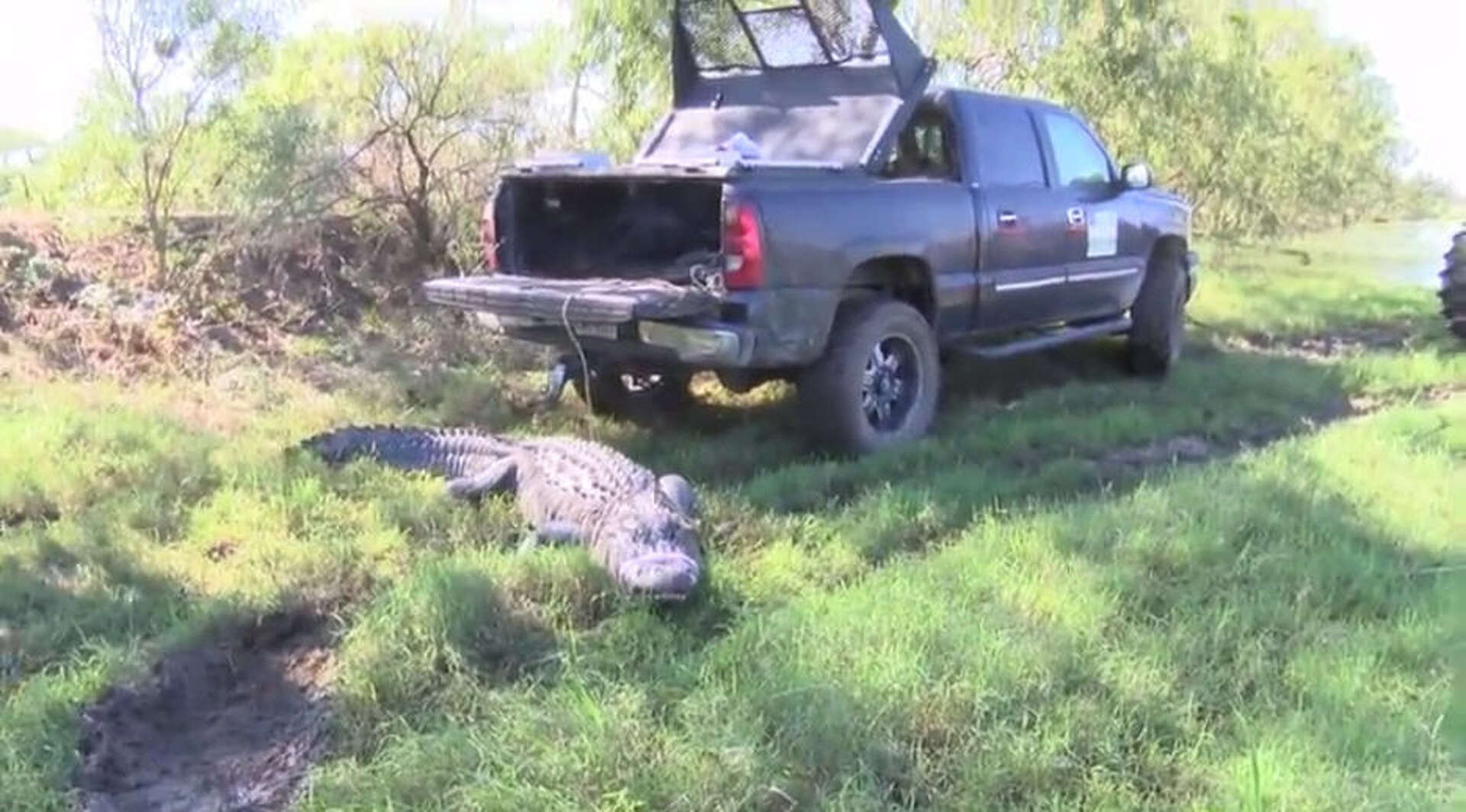 Video: Houston gator wranglers release massive urban alligator into ...