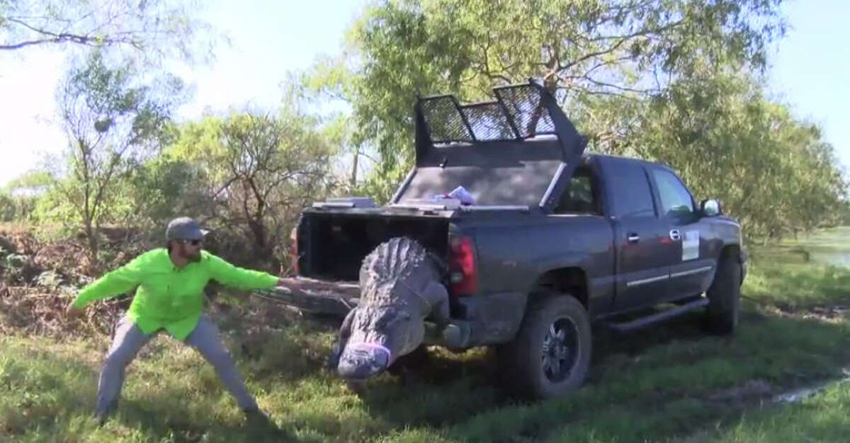 Video: Houston gator wranglers release massive urban alligator into ...