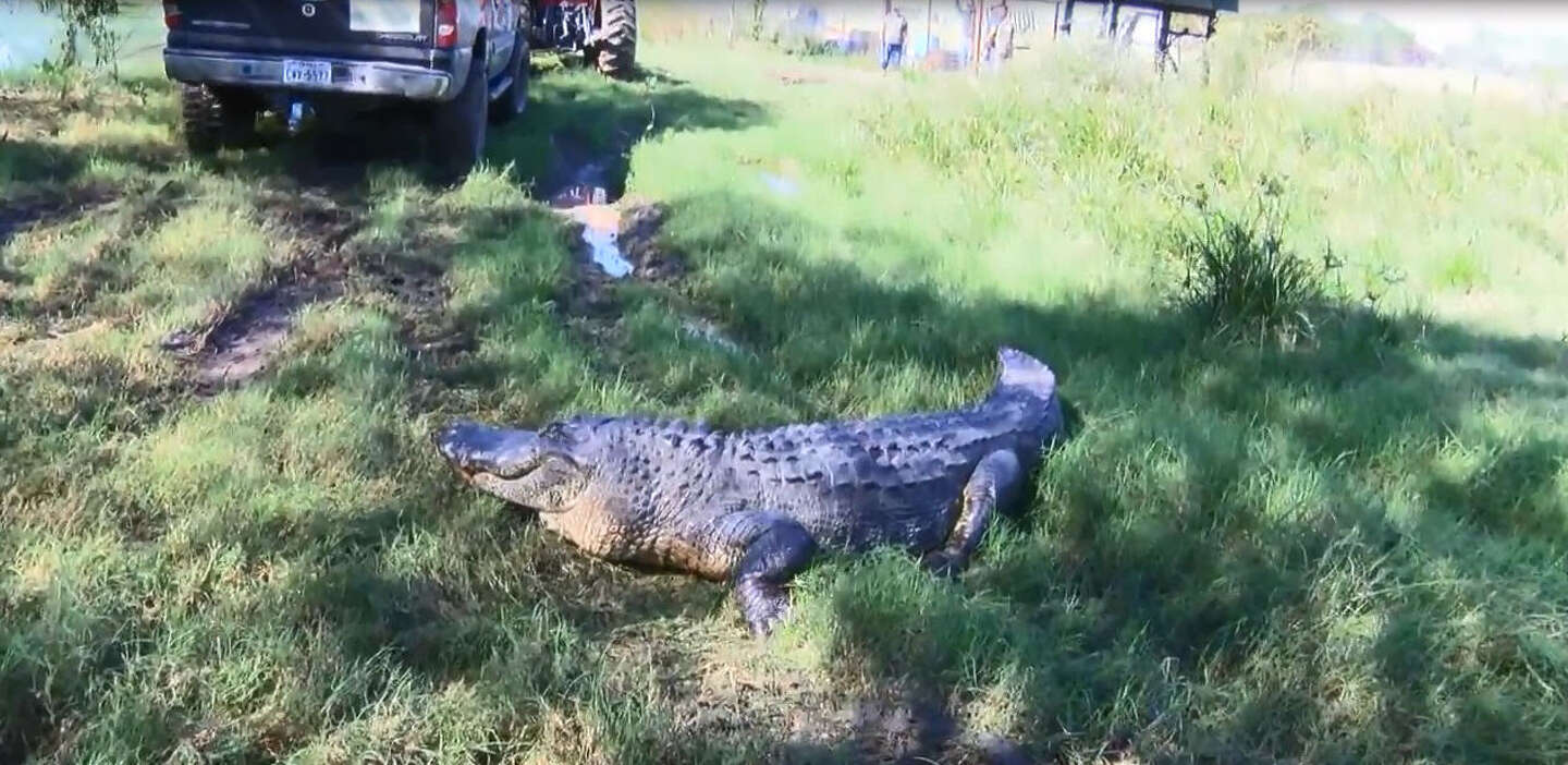 Video: Houston gator wranglers release massive urban alligator into ...