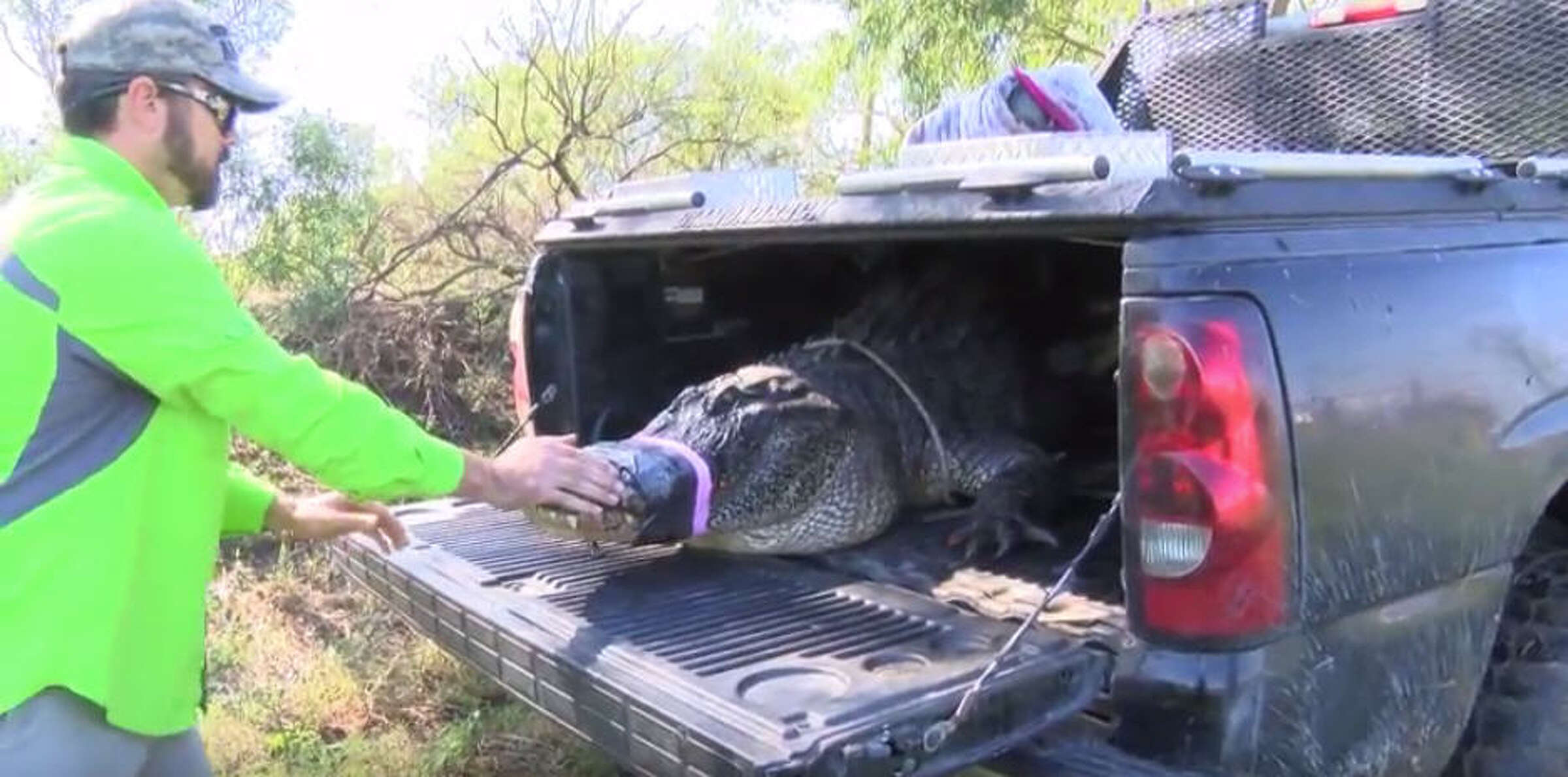 Video: Houston gator wranglers release massive urban alligator into ...
