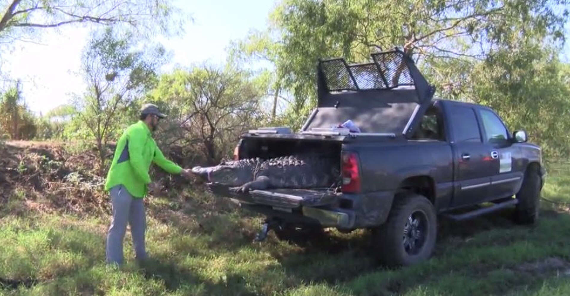 Video: Houston gator wranglers release massive urban alligator into ...