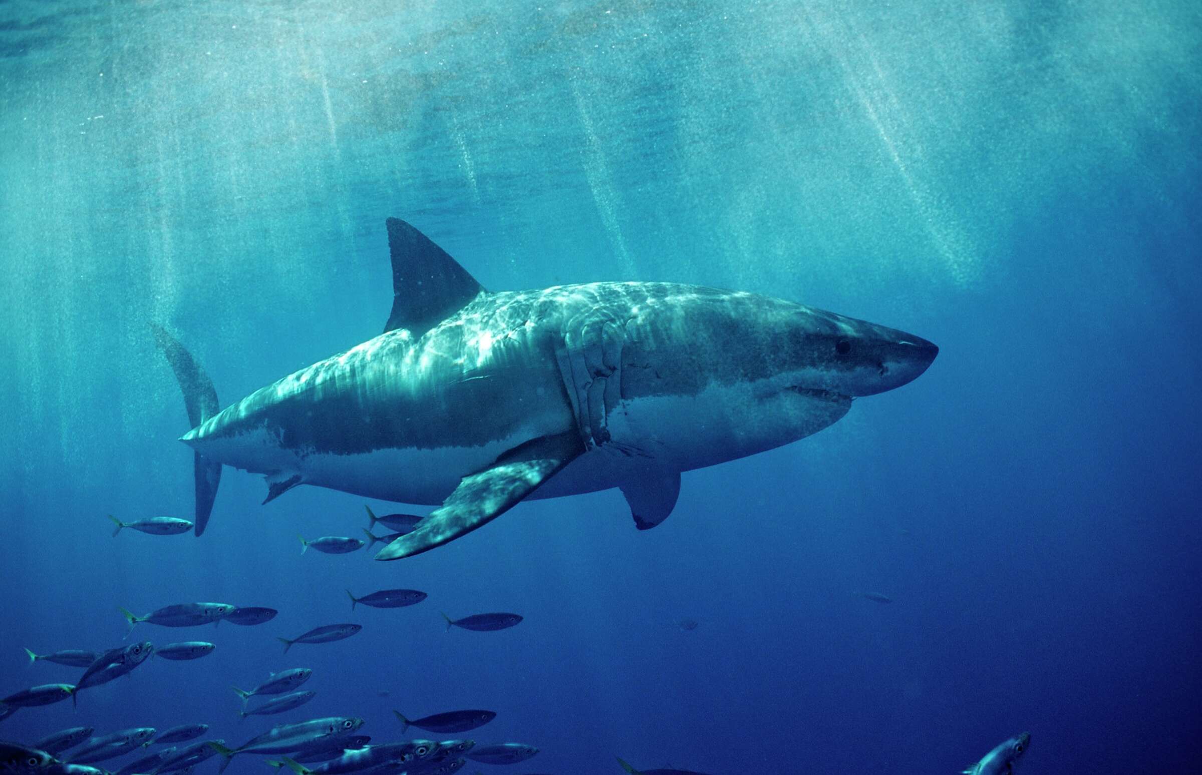 There are so many great whites at Santa Cruz beaches, locals are ...