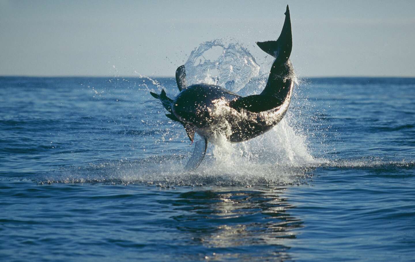 There are so many great whites at Santa Cruz beaches, locals are ...