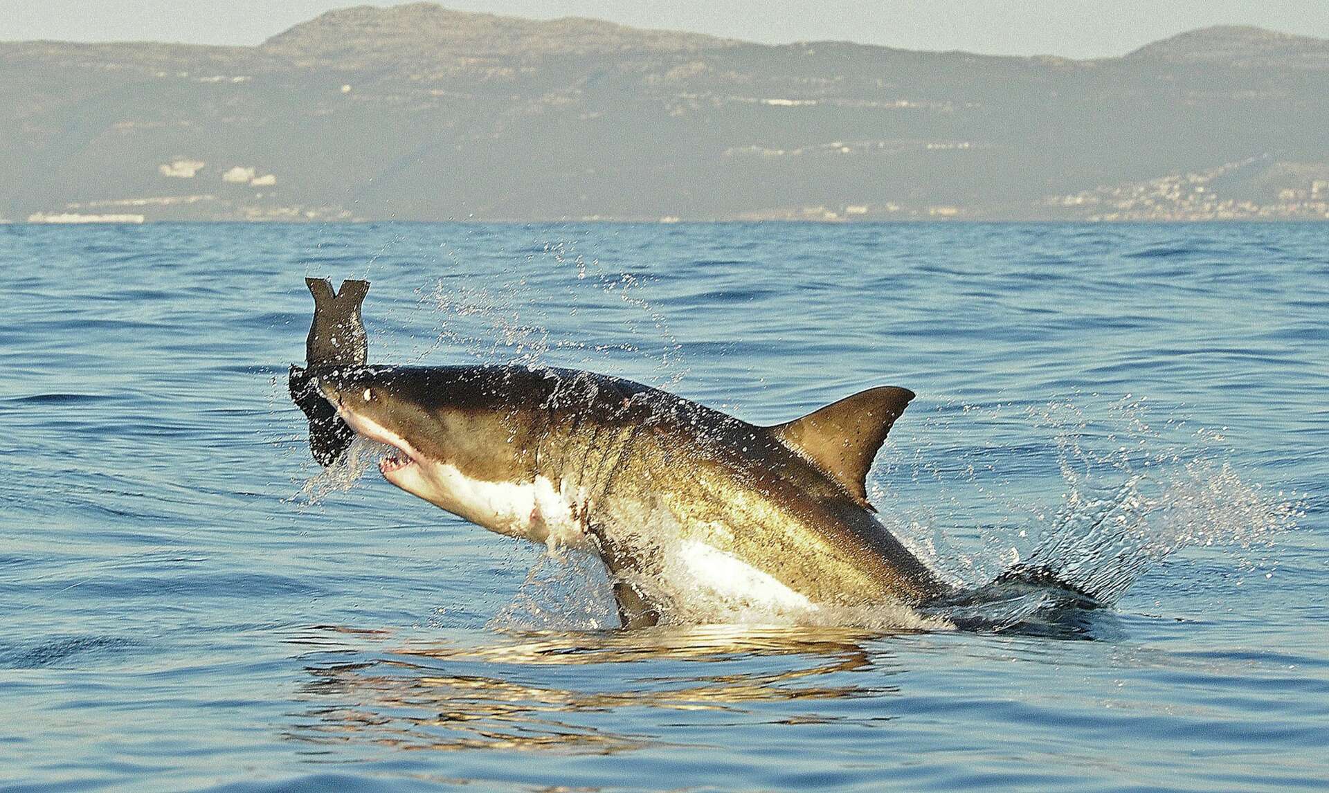There are so many great whites at Santa Cruz beaches, locals are ...