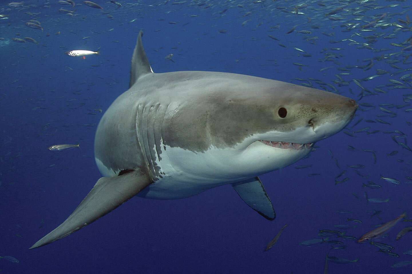 Great white shark stalks Pacifica beach