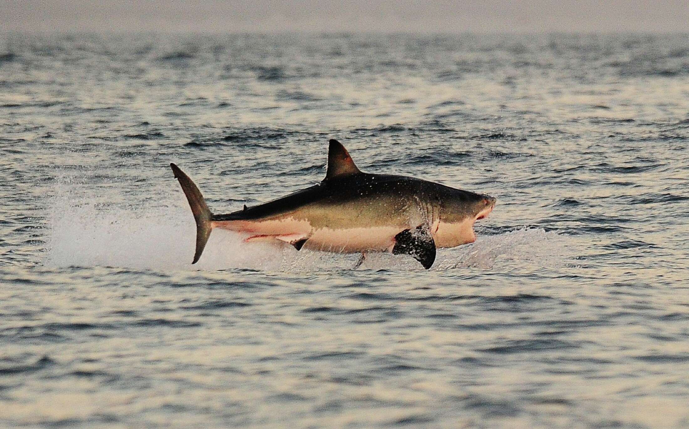 There are so many great whites at Santa Cruz beaches, locals are ...